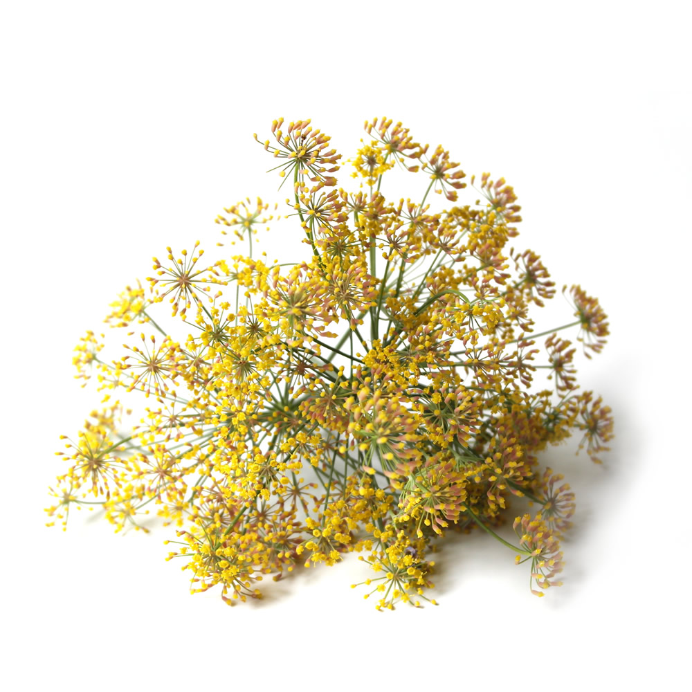 Fennel Flowers - Herbs Unlimited