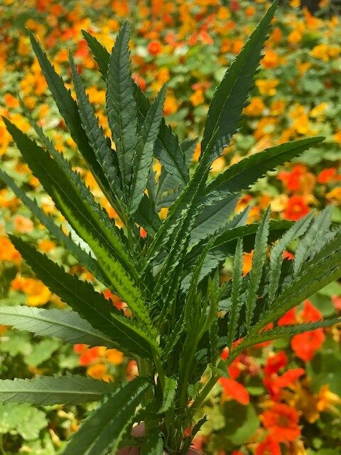 Apple Marigold 100g £2.00 - Herbs Unlimited